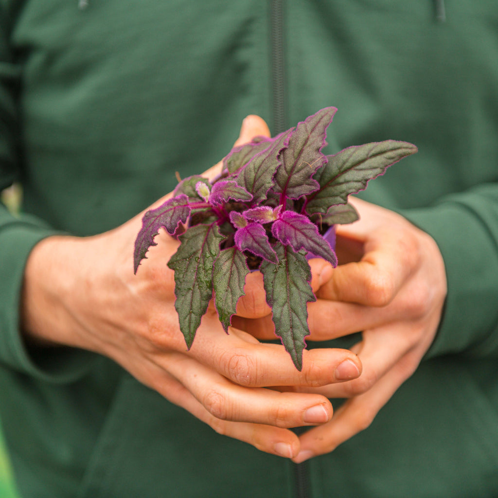 Gynura aurantiaca – Simegarden