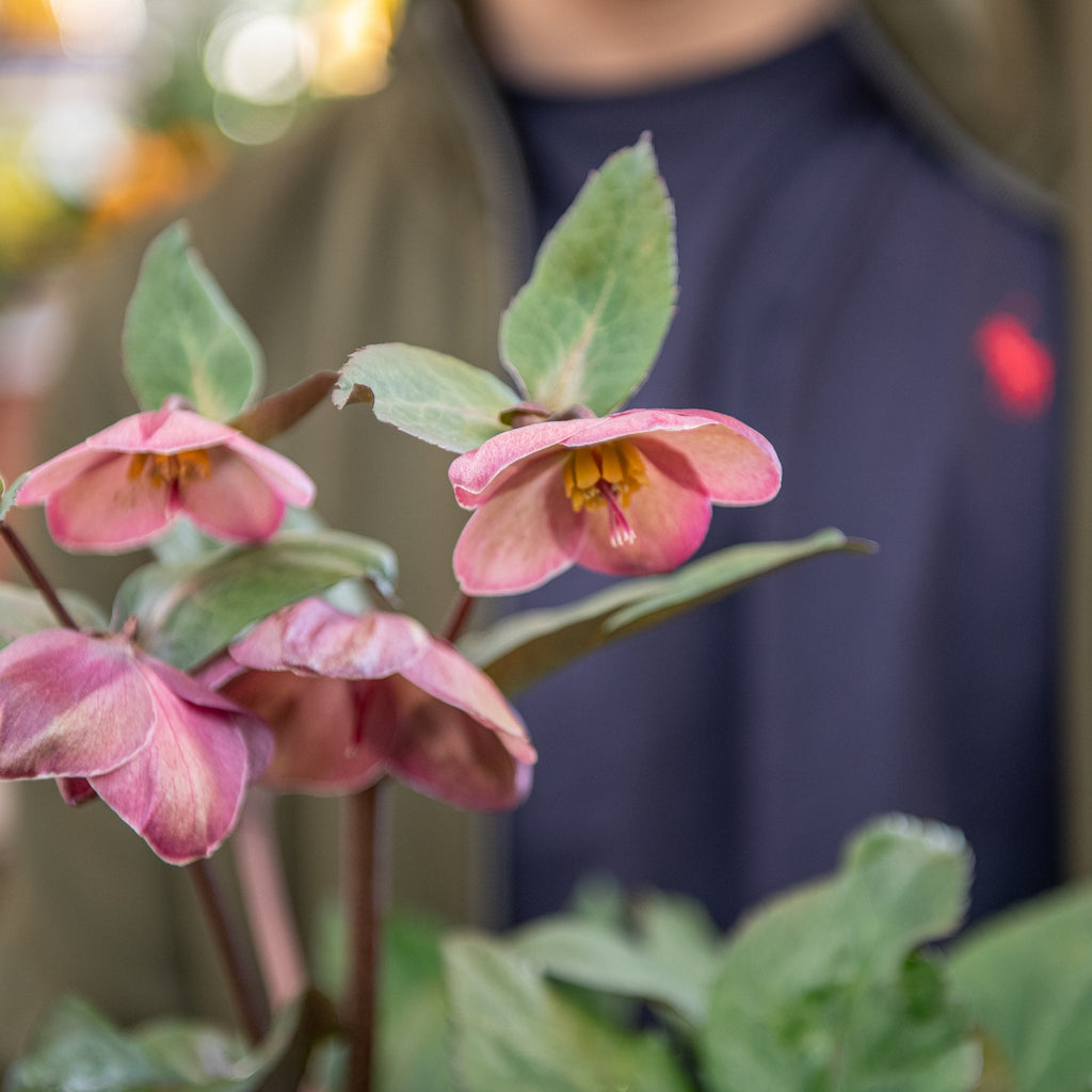 Helleborus 'Ice N'Roses Early Red' – Simegarden