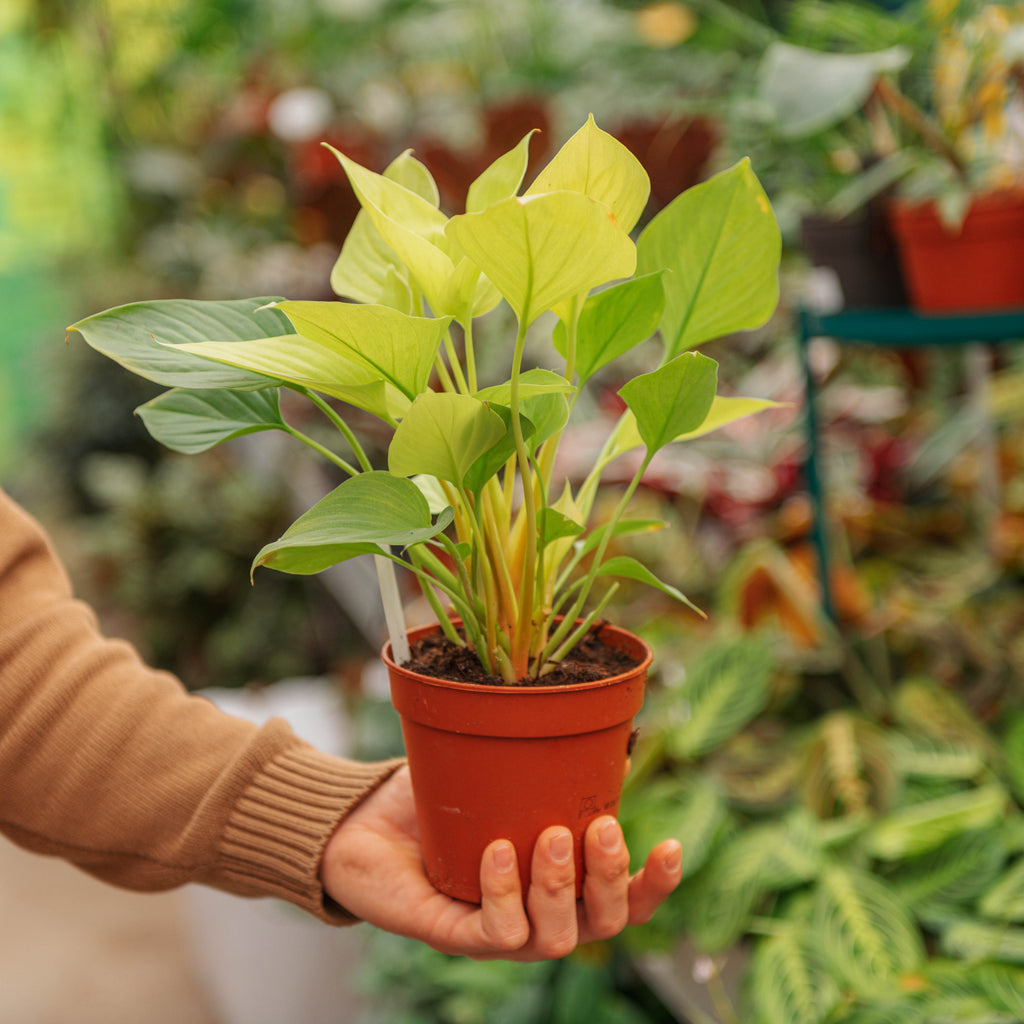 Homalomena Sunshine Gem – Simegarden