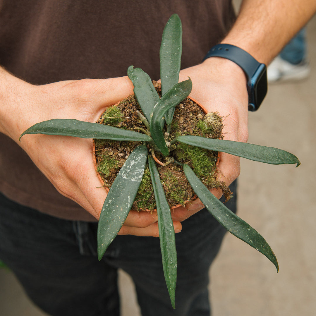 Hoya minibelle – Simegarden