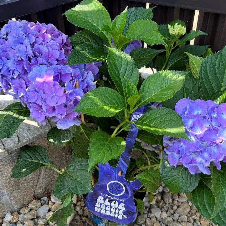 Hydrangea macrophylla "Blue Boogie Woogie" – Simegarden