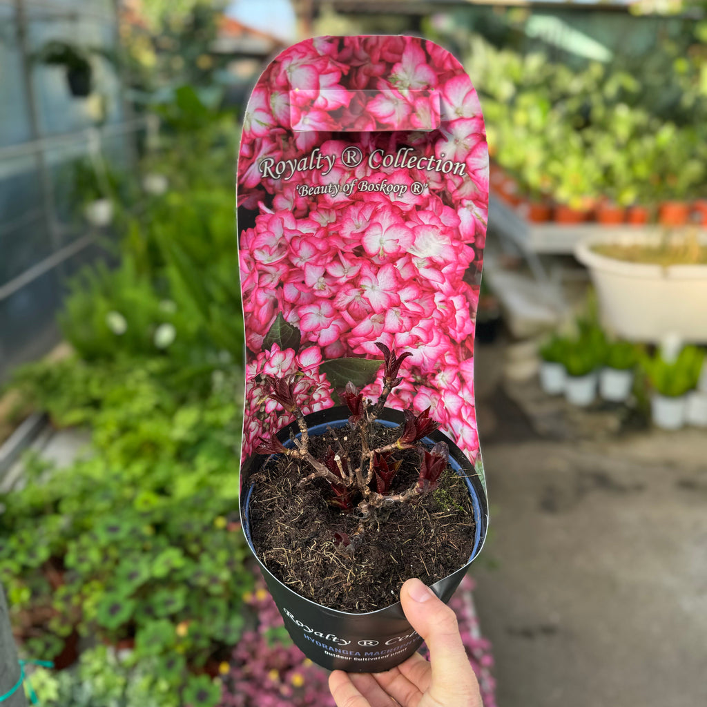 Hydrangea macrophylla "Royalty Collection" – Simegarden