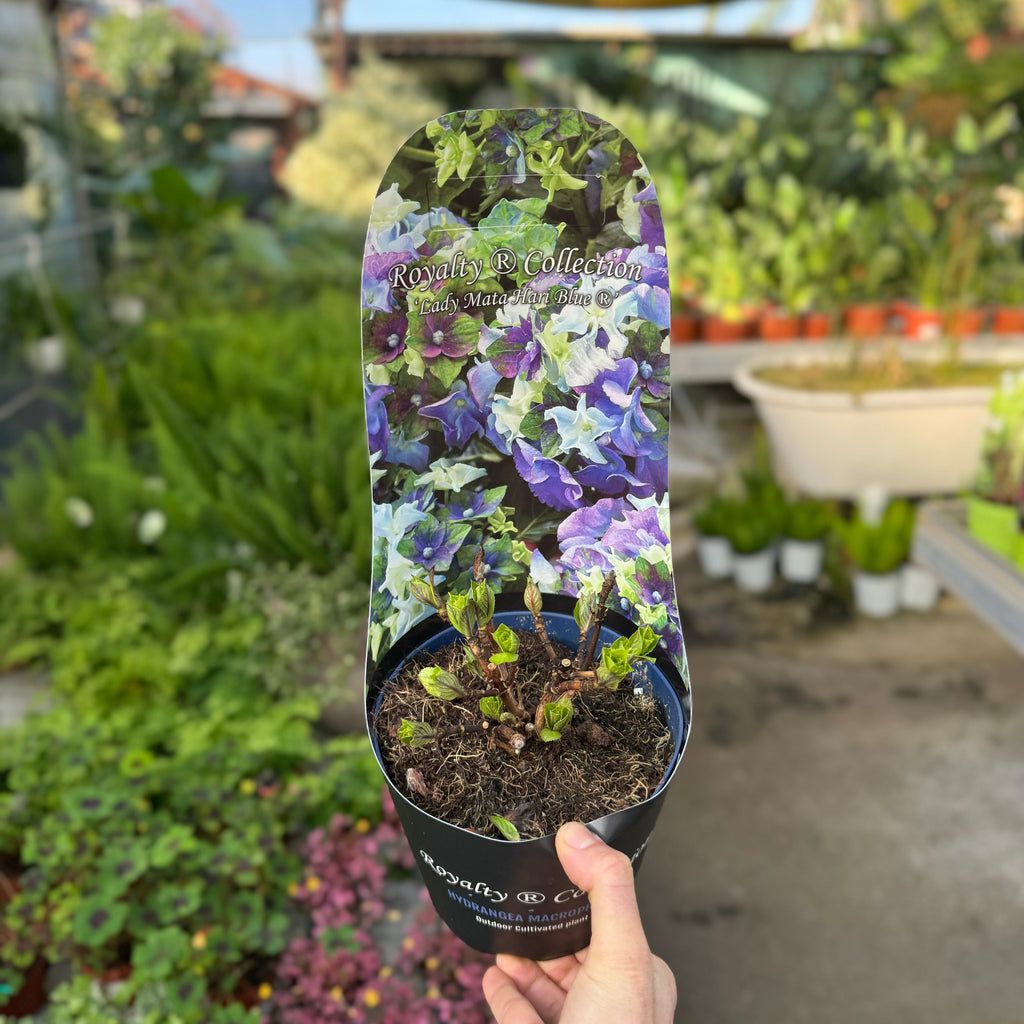 Hydrangea macrophylla "Royalty Collection" – Simegarden