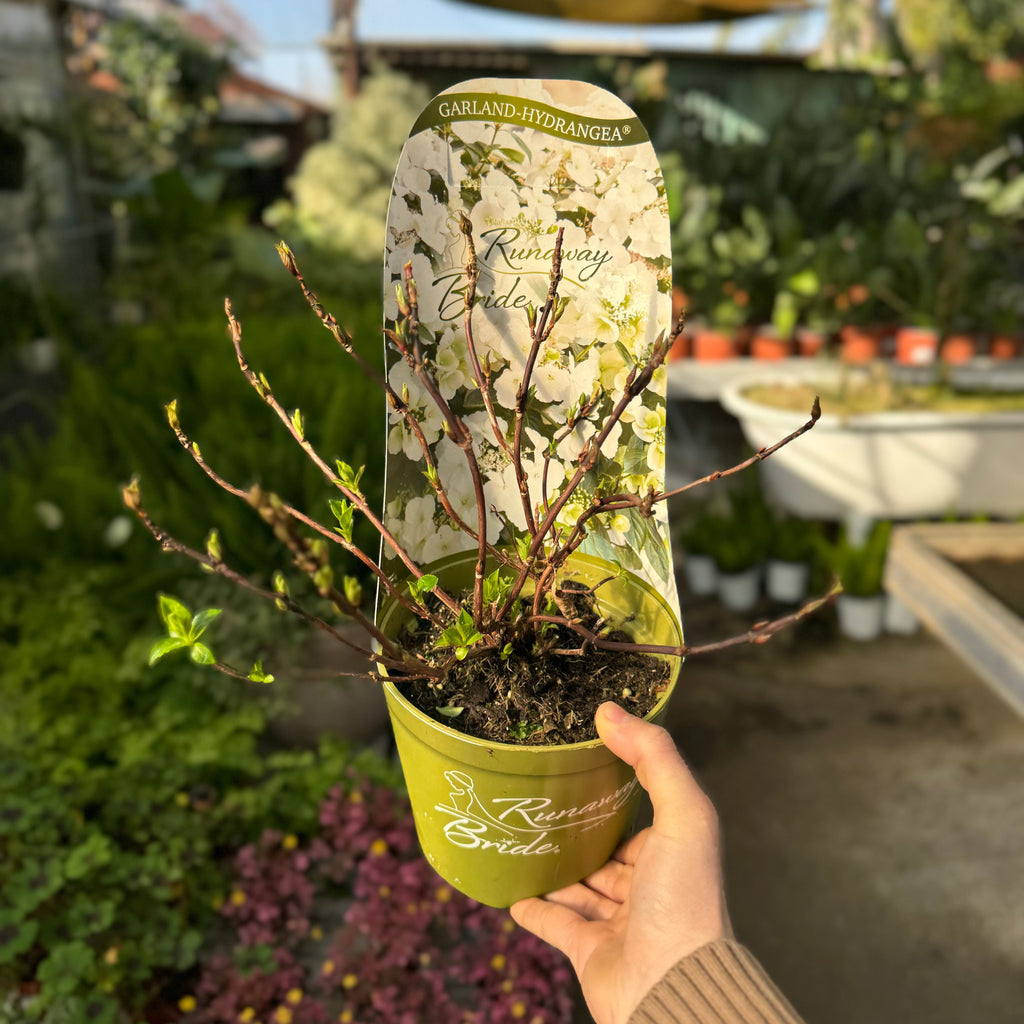 Hydrangea "Runaway Bride" – Simegarden