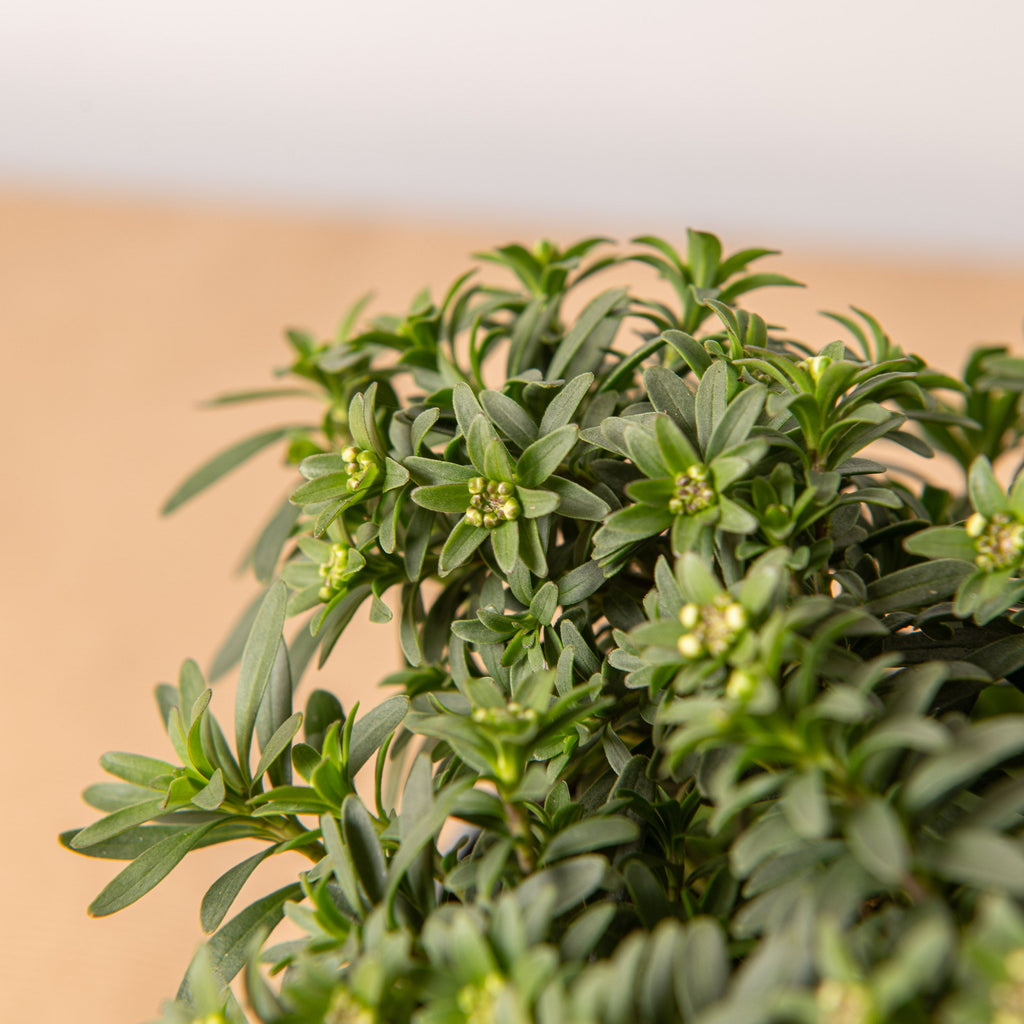 Iberis sempervirens – Simegarden