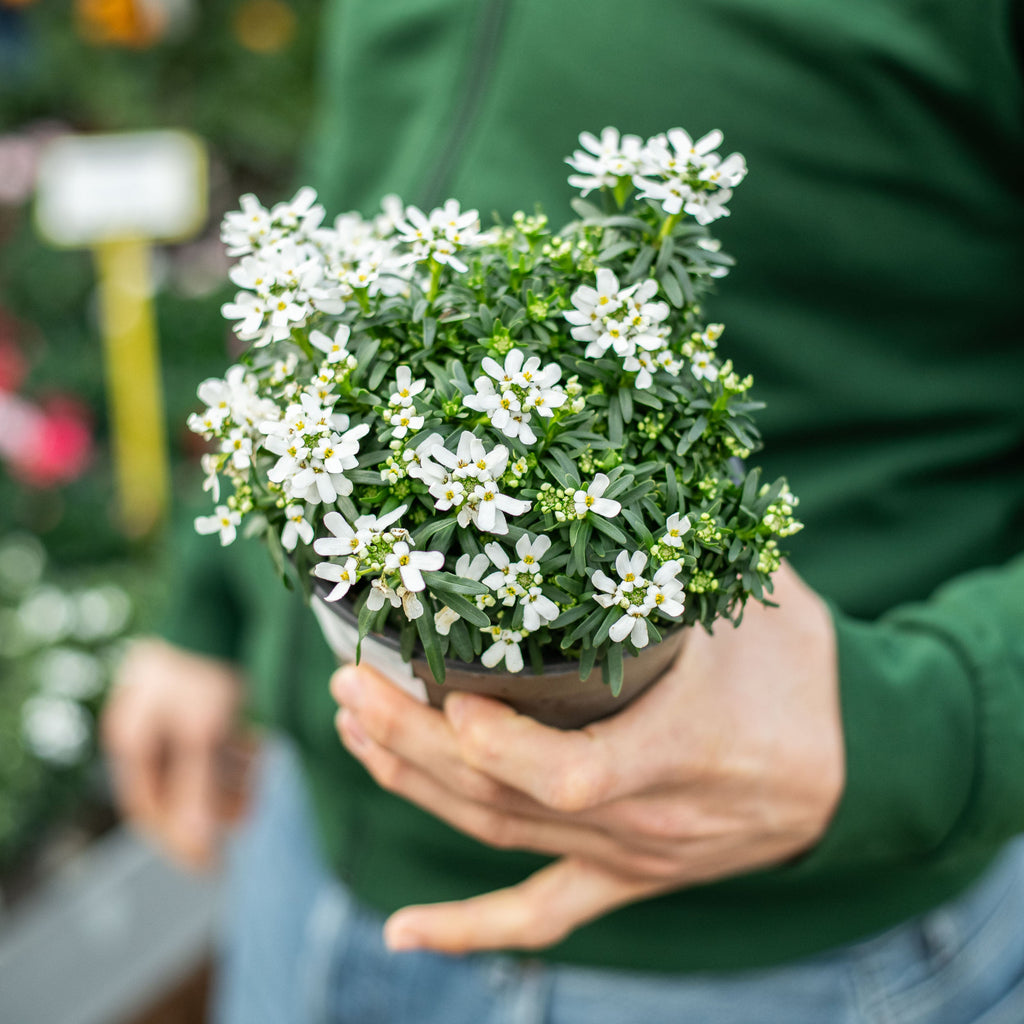 Iberis sempervirens – Simegarden