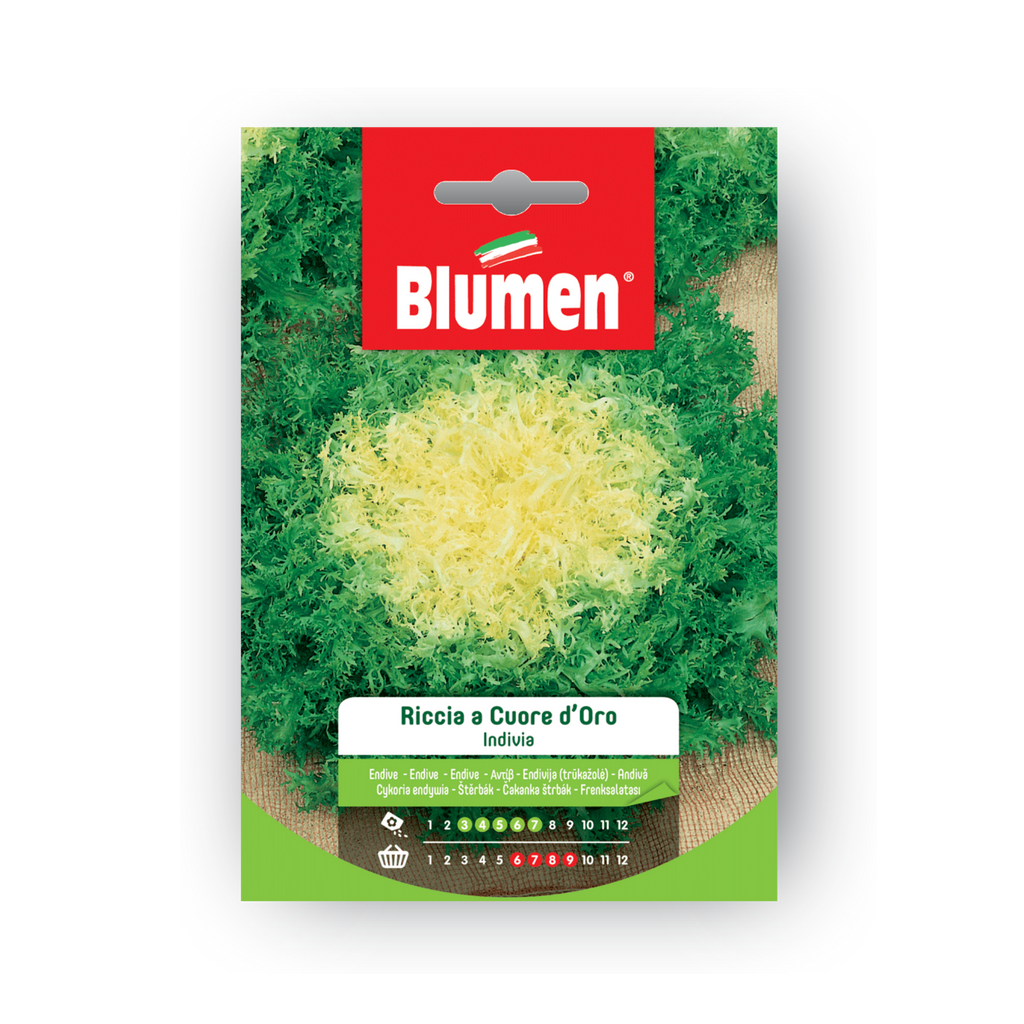 Indivia Riccia Cuore D'Oro semi – Simegarden