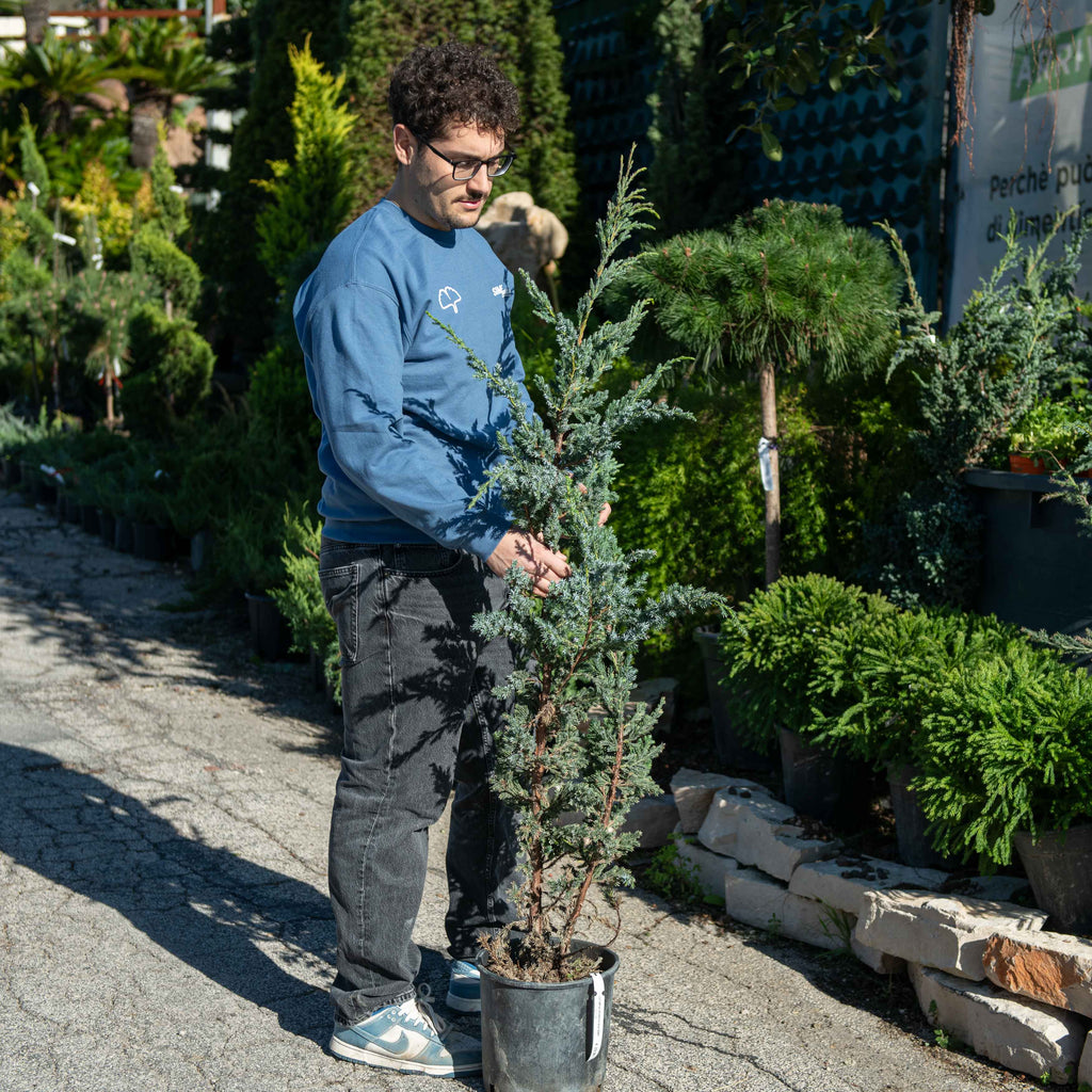 Juniperus chinensis blue alps – Simegarden