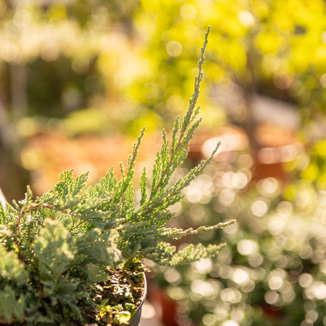 Juniperus horizontalis glauca – Simegarden