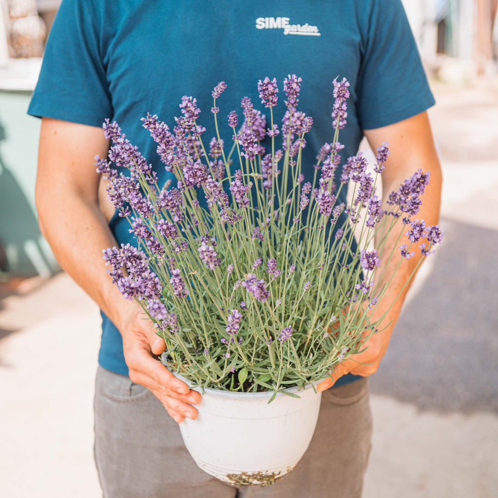 Lavanda pianta – Simegarden