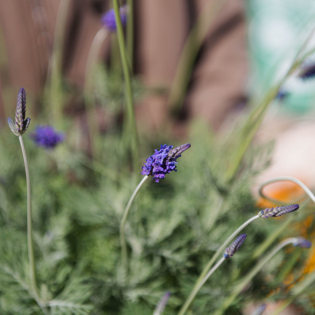 Lavanda pinnata – Simegarden