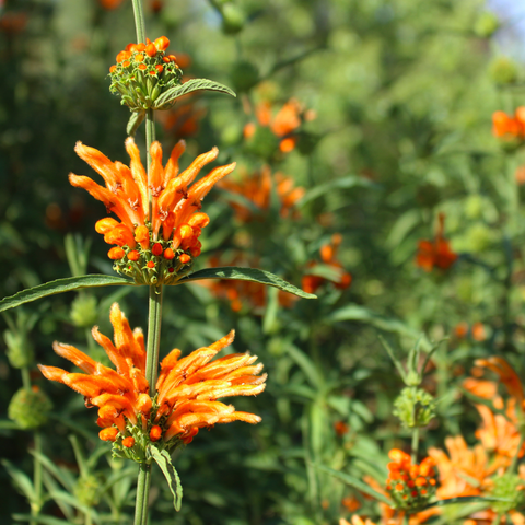Leonotis leonurus – Simegarden