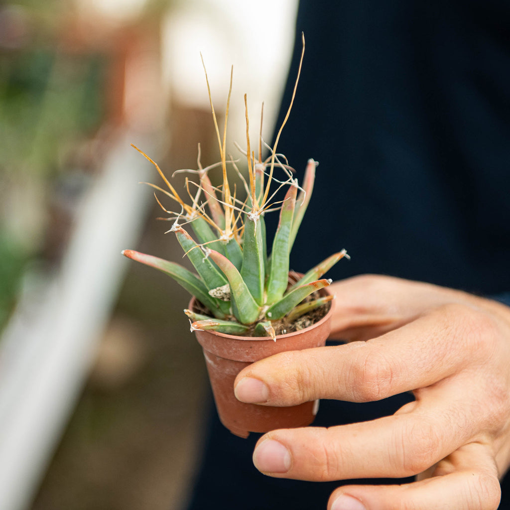 Leuchtenbergia principis – Simegarden