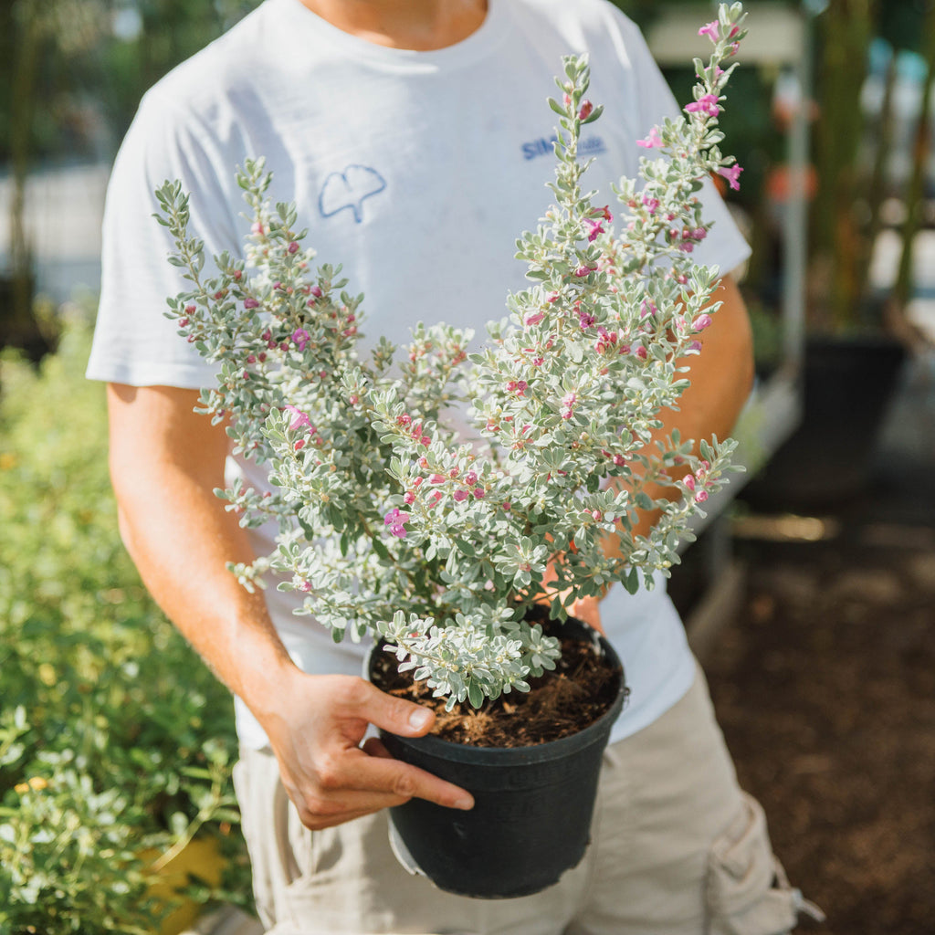 Leucophyllum frutescens – Simegarden