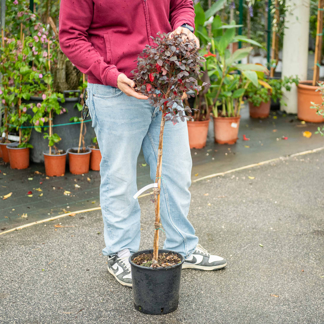 Loropetalum alberello – Simegarden