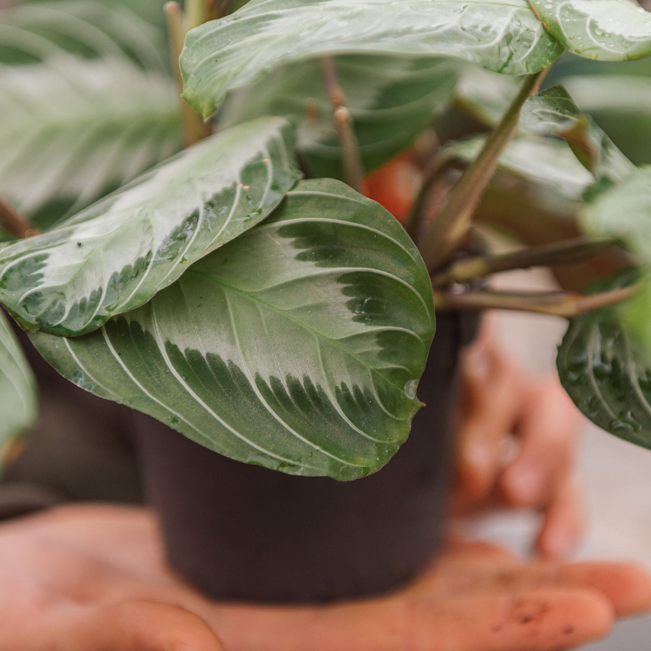 Maranta silver band – Simegarden