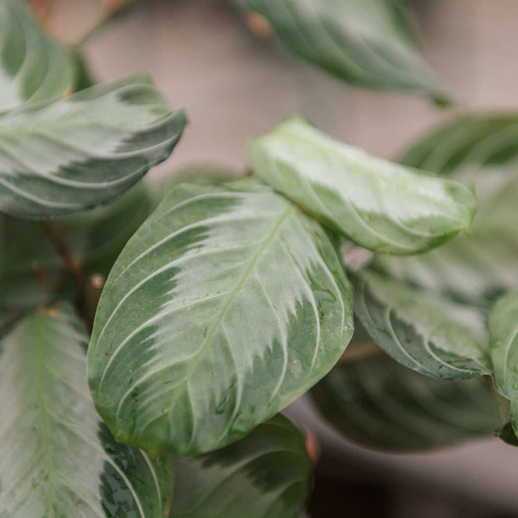 Maranta silver band – Simegarden