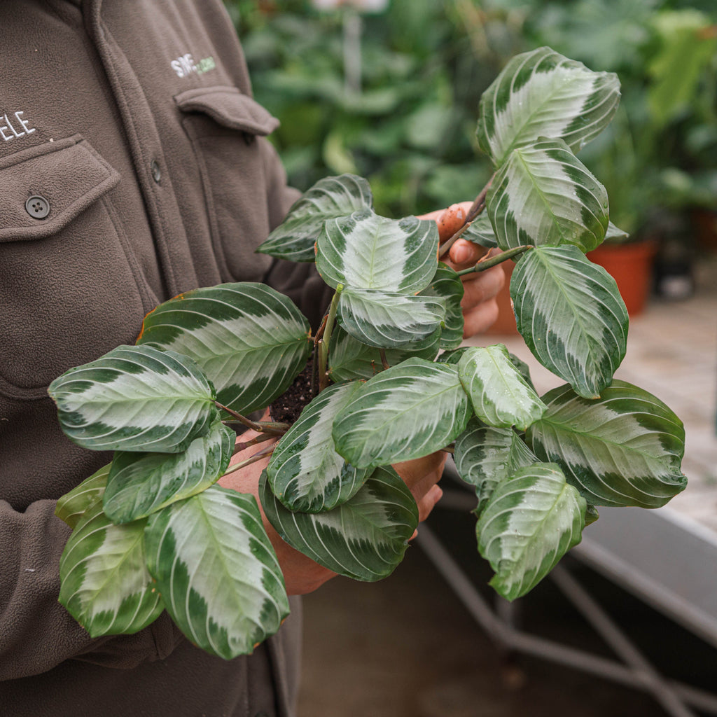 Maranta silver band – Simegarden