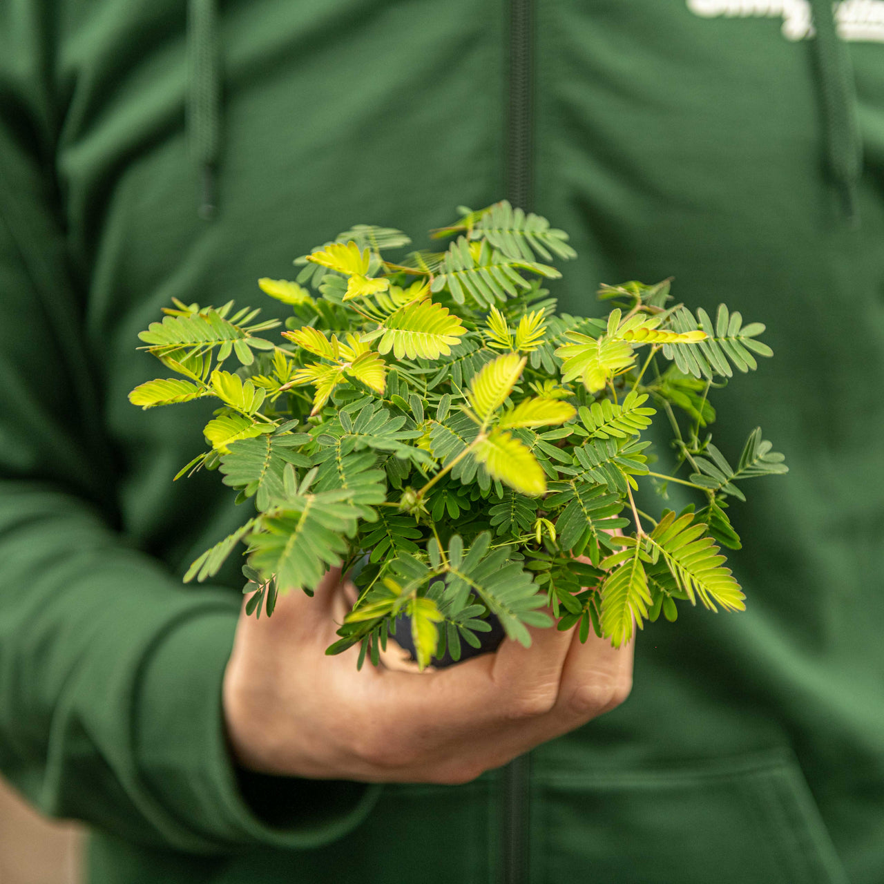 Mimosa sensitiva - Mimosa pudica – Simegarden
