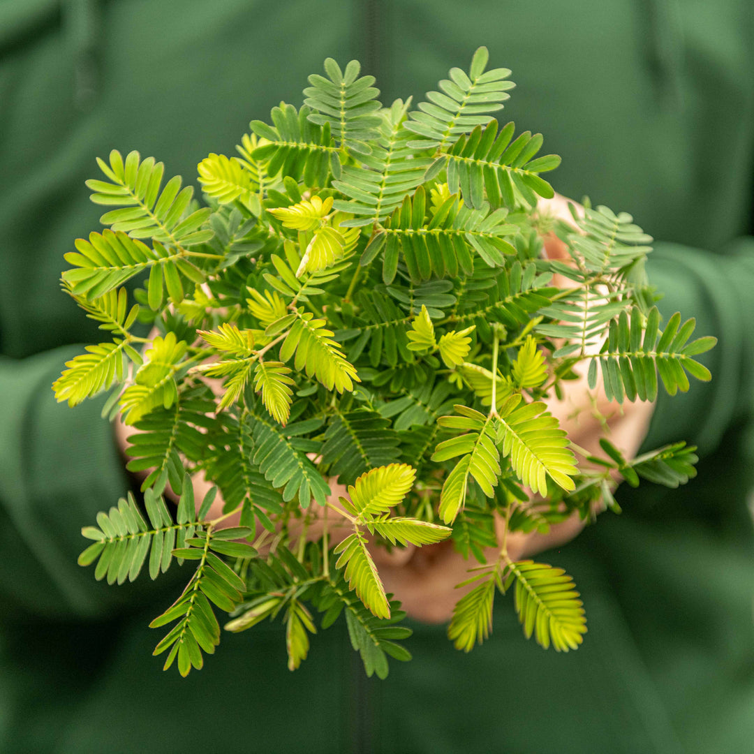 Mimosa sensitiva - Mimosa pudica – Simegarden