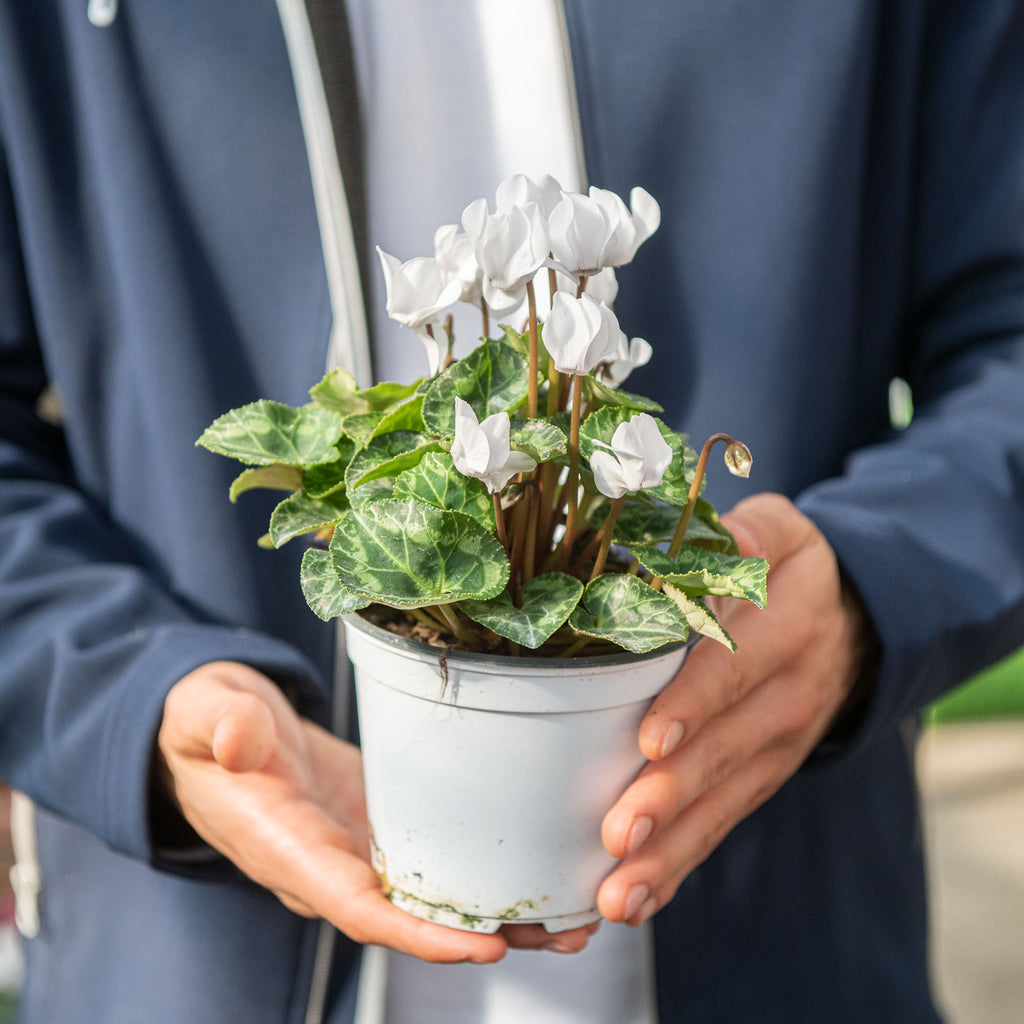 Mini ciclamino – Simegarden