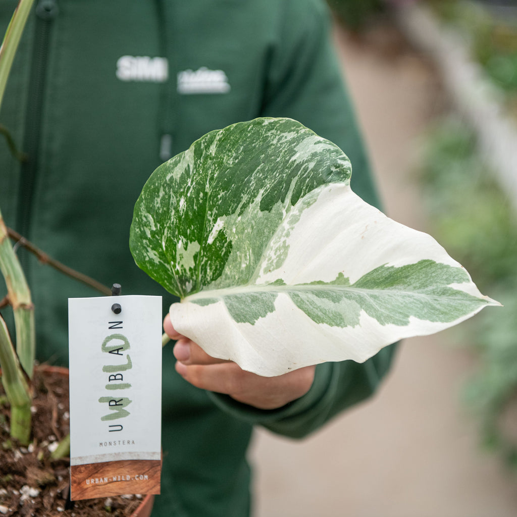 Monstera ghost – Simegarden