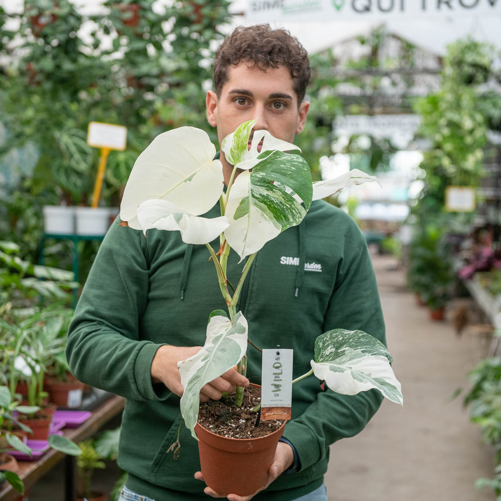 Monstera ghost – Simegarden