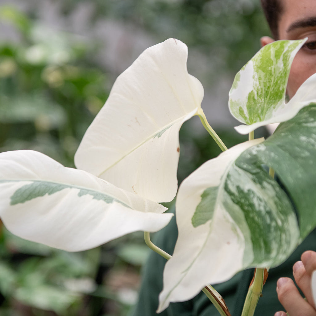 Monstera ghost – Simegarden
