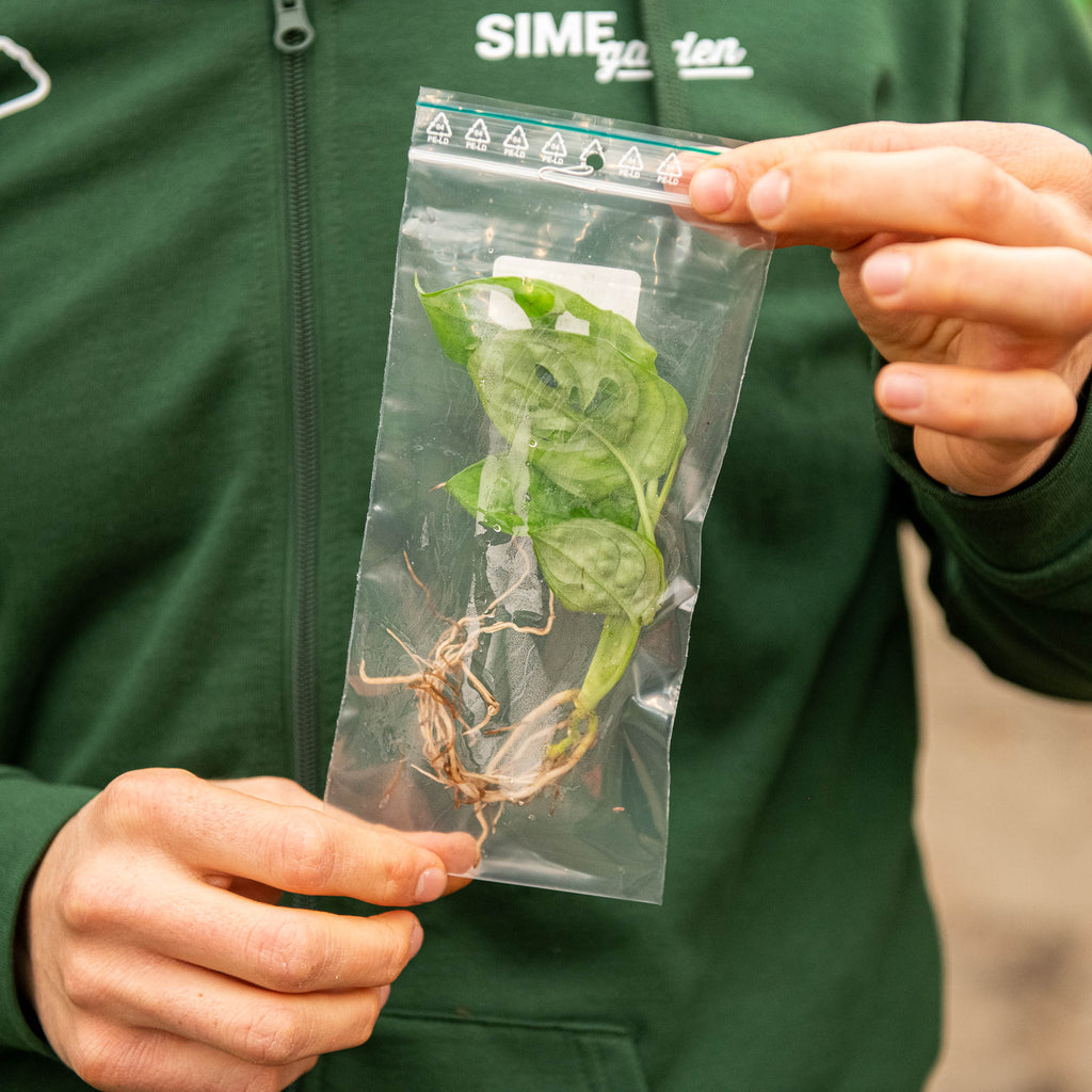 Monstera in idrocoltura – Simegarden