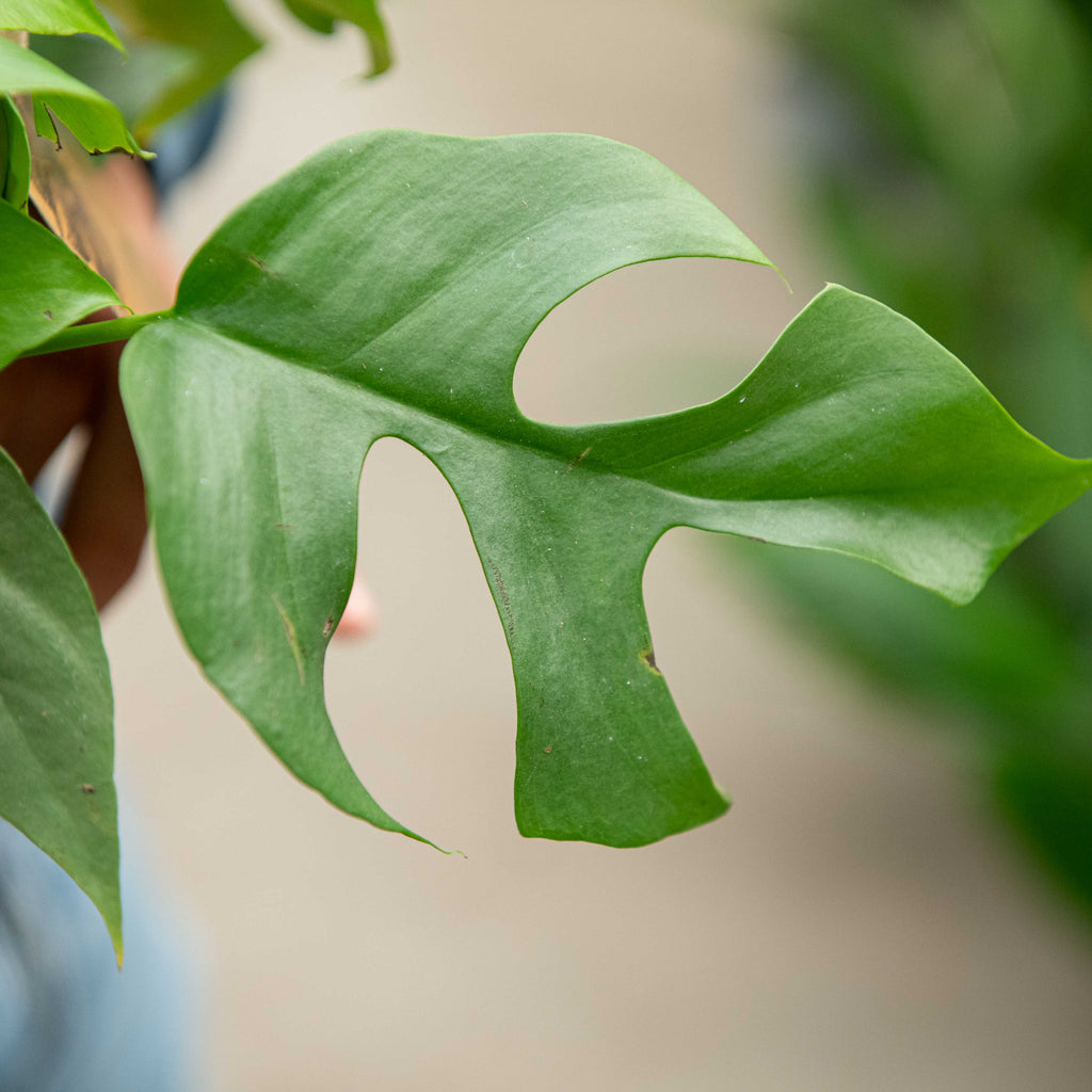 Monstera minima grande – Simegarden