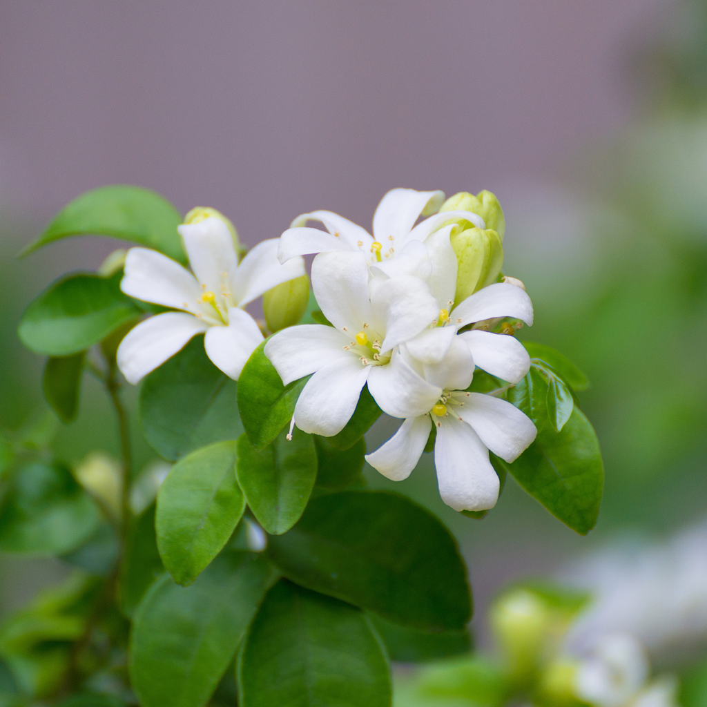 Murraya exotica – Simegarden