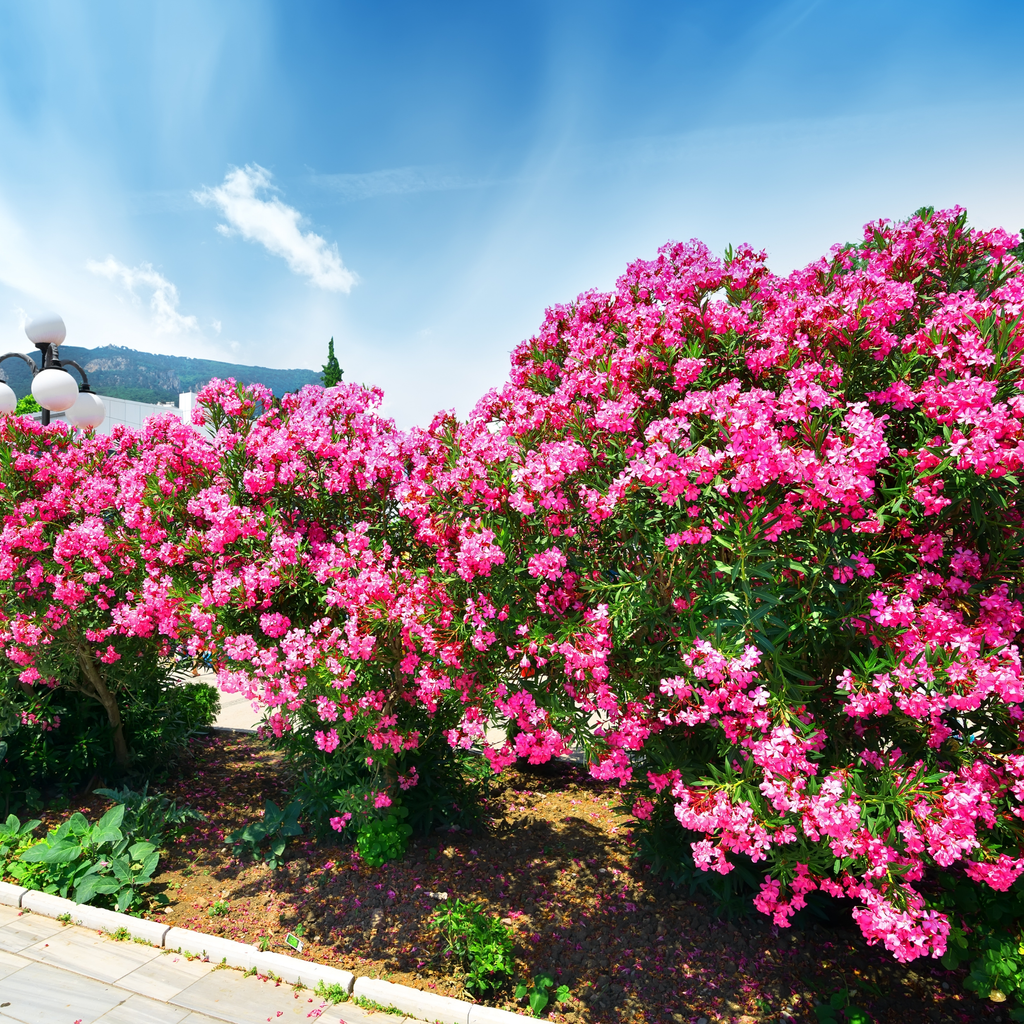 Oleandro pianta – Simegarden