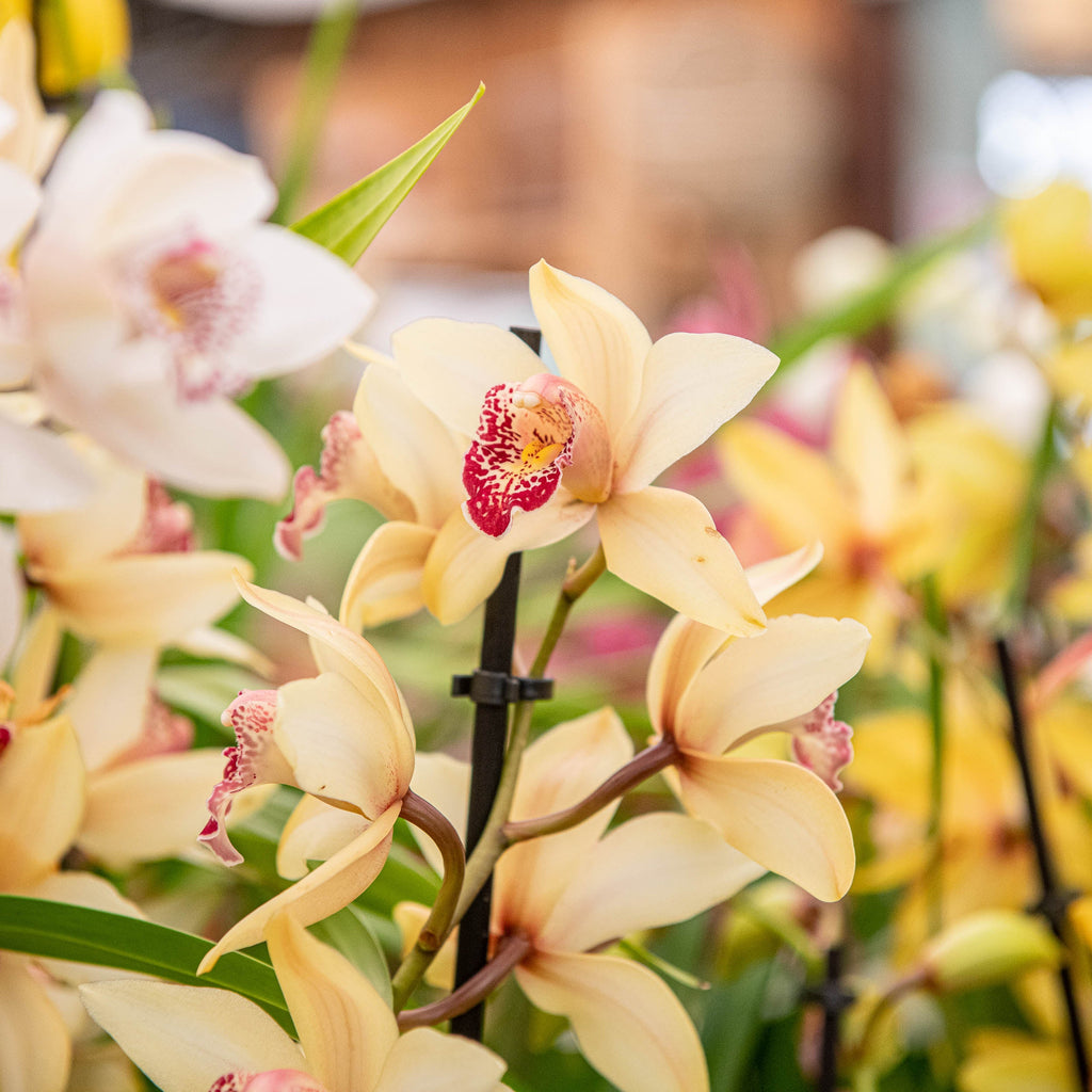 Orchidea Cymbidium – Simegarden
