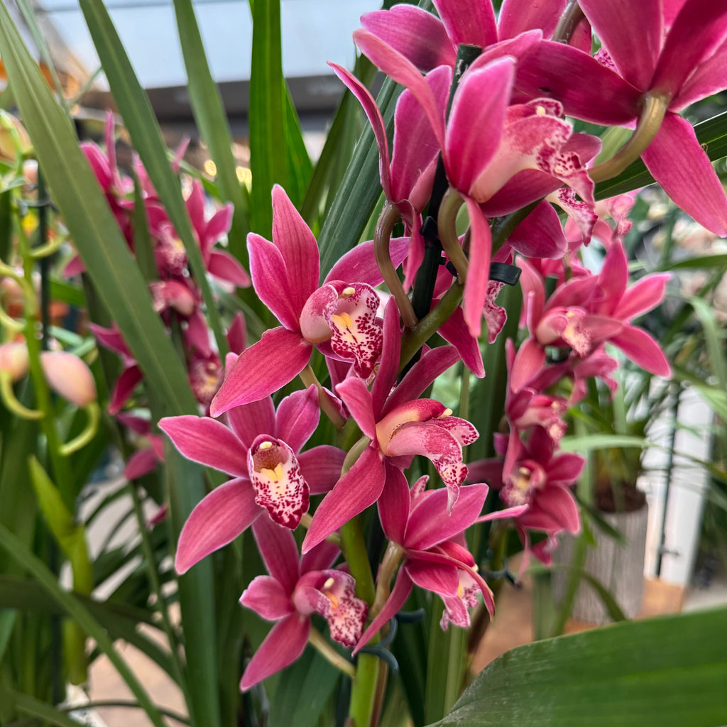 Orchidea Cymbidium – Simegarden