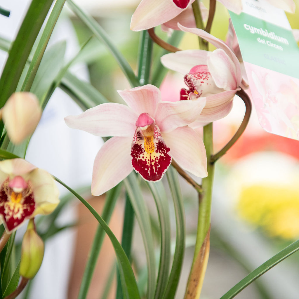 Orchidea Cymbidium – Simegarden
