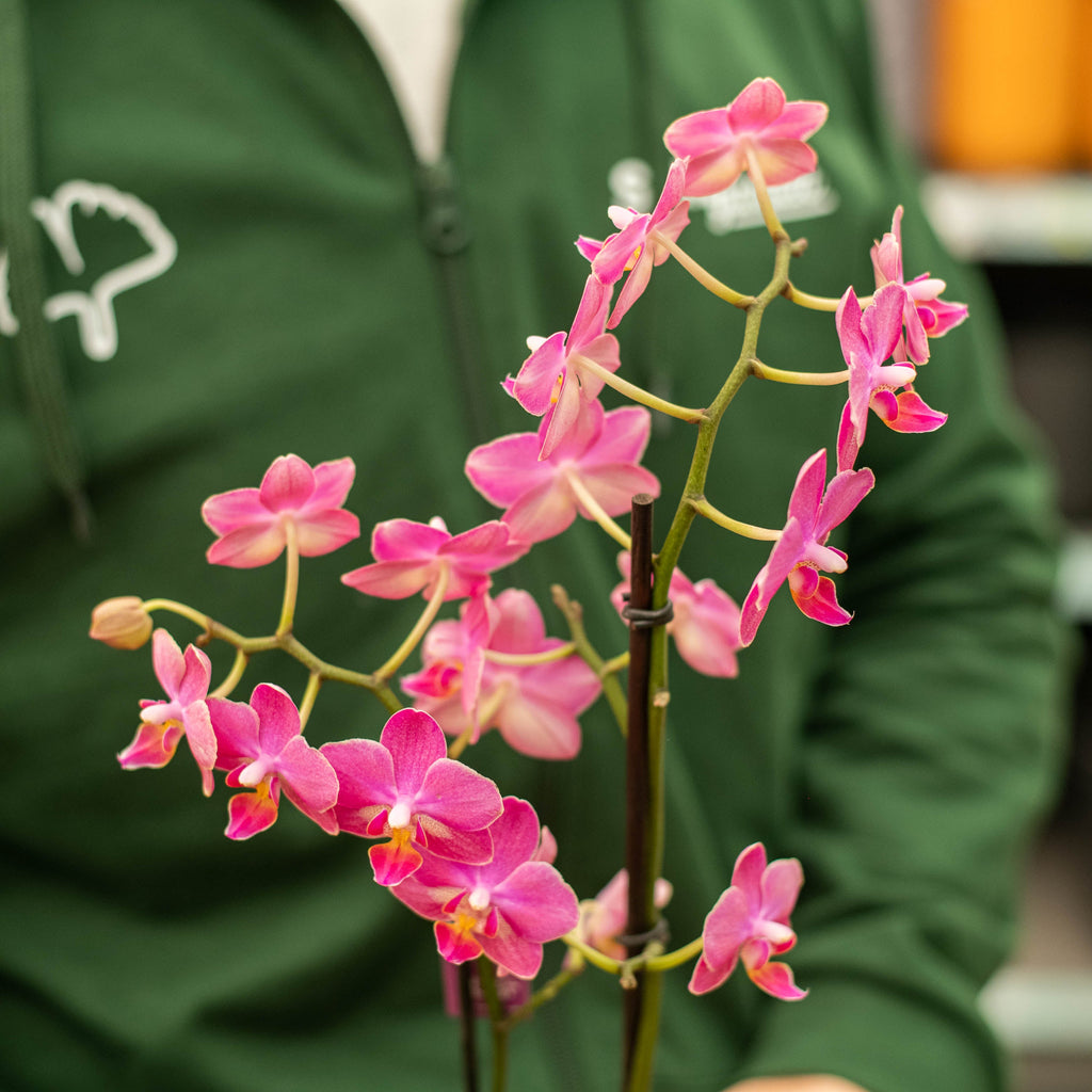 Orchidea profumata – Simegarden