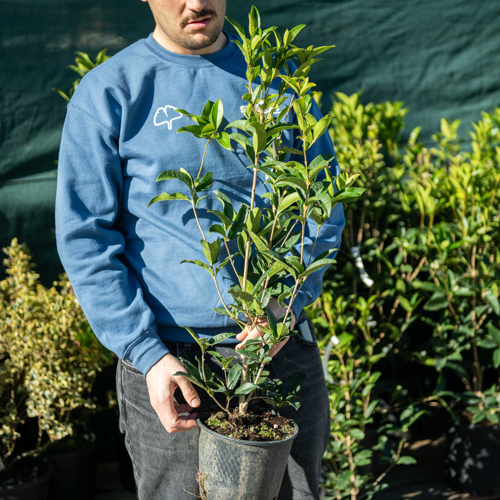 Osmanthus fragrans – Simegarden