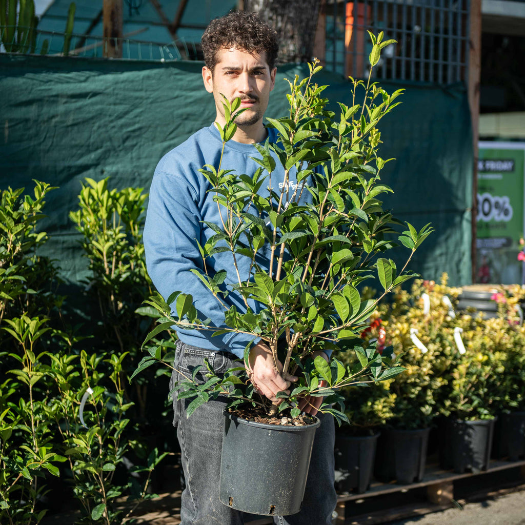Osmanthus fragrans – Simegarden