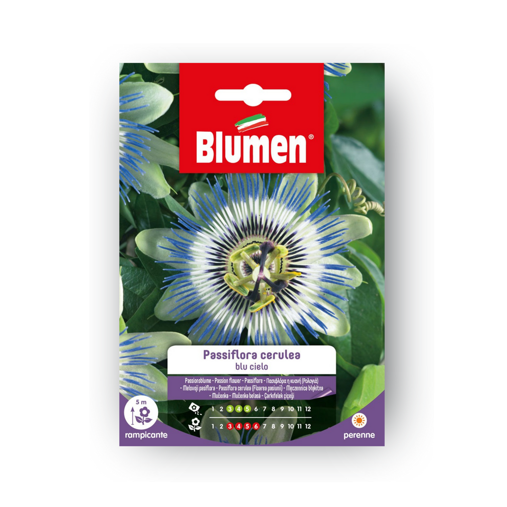 Passiflora Cerulea Semi – Simegarden