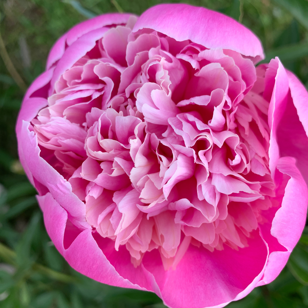 Peonia suffruticosa – Simegarden