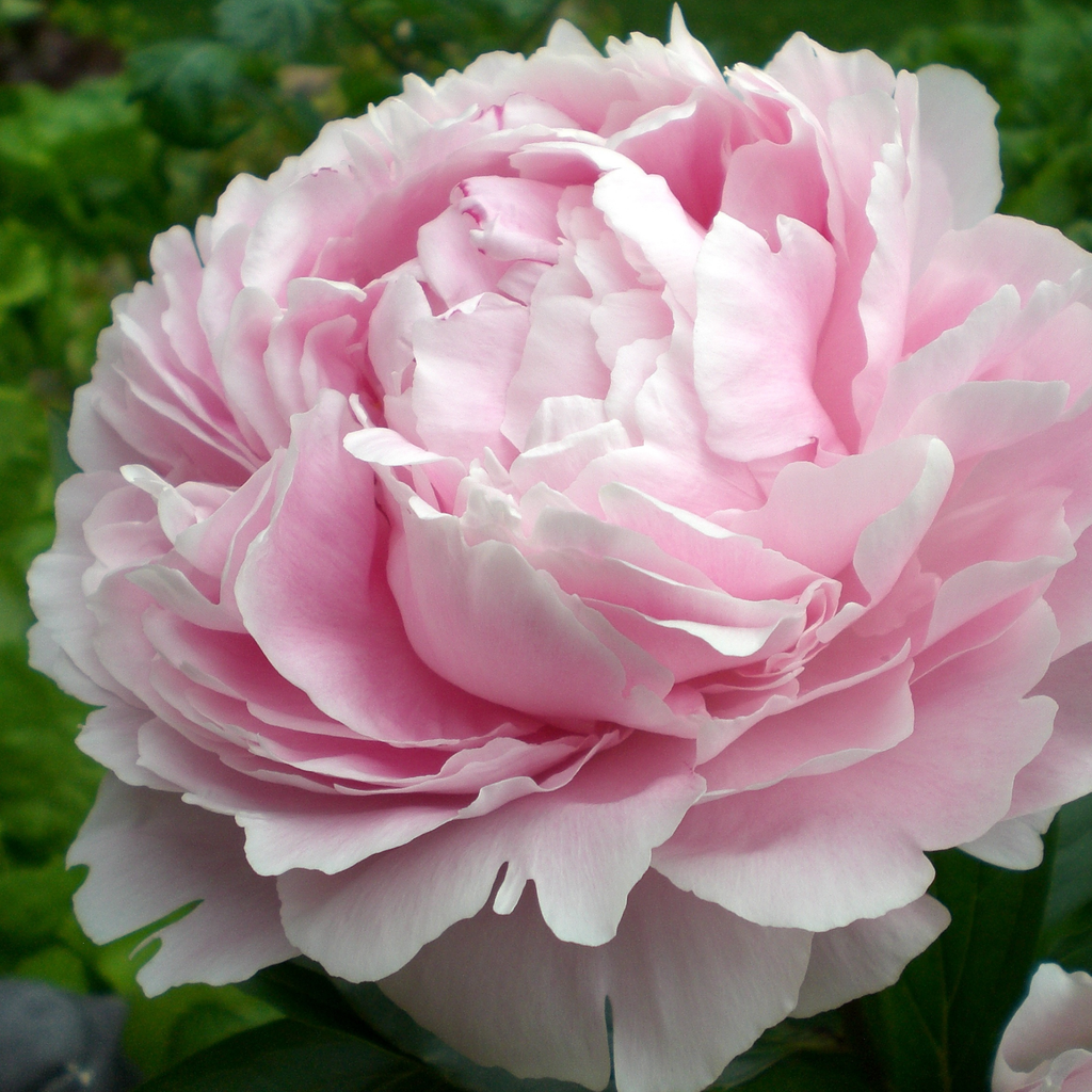 Peonia suffruticosa – Simegarden