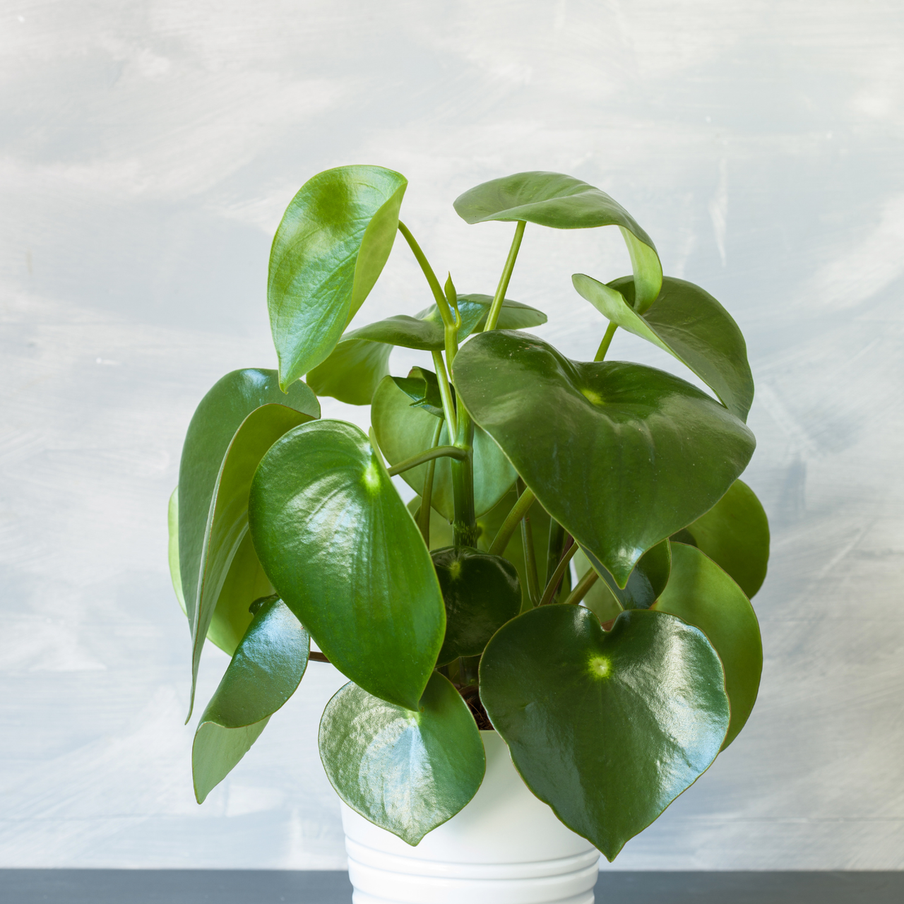 Peperomia raindrop – Simegarden