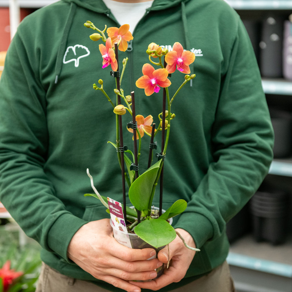 Phalaenopsis Bronze Buddha – Simegarden