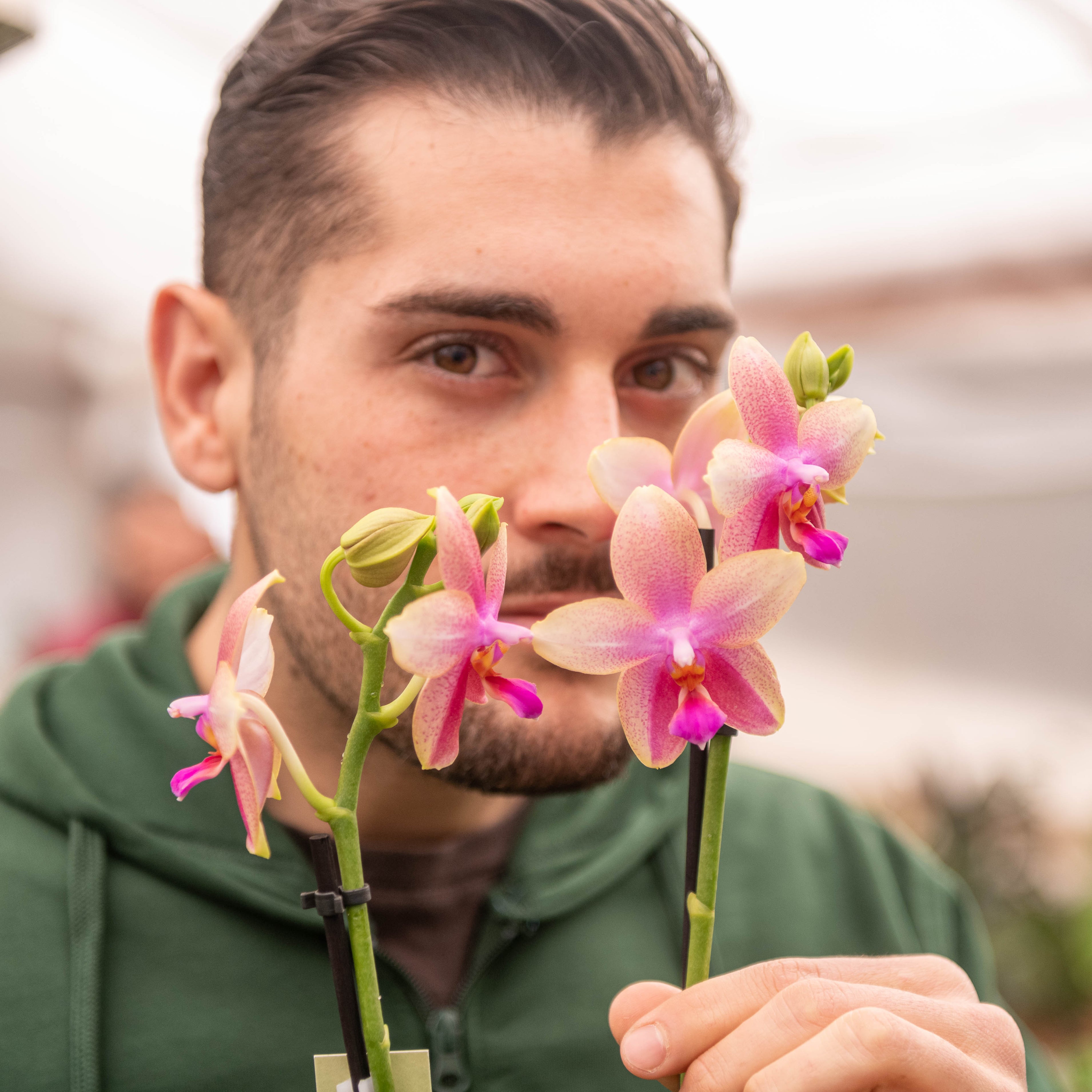 Phalaenopsis liodoro – Simegarden