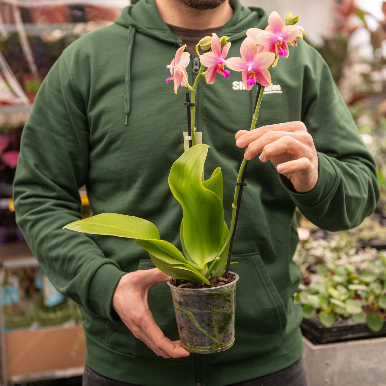 Phalaenopsis liodoro – Simegarden