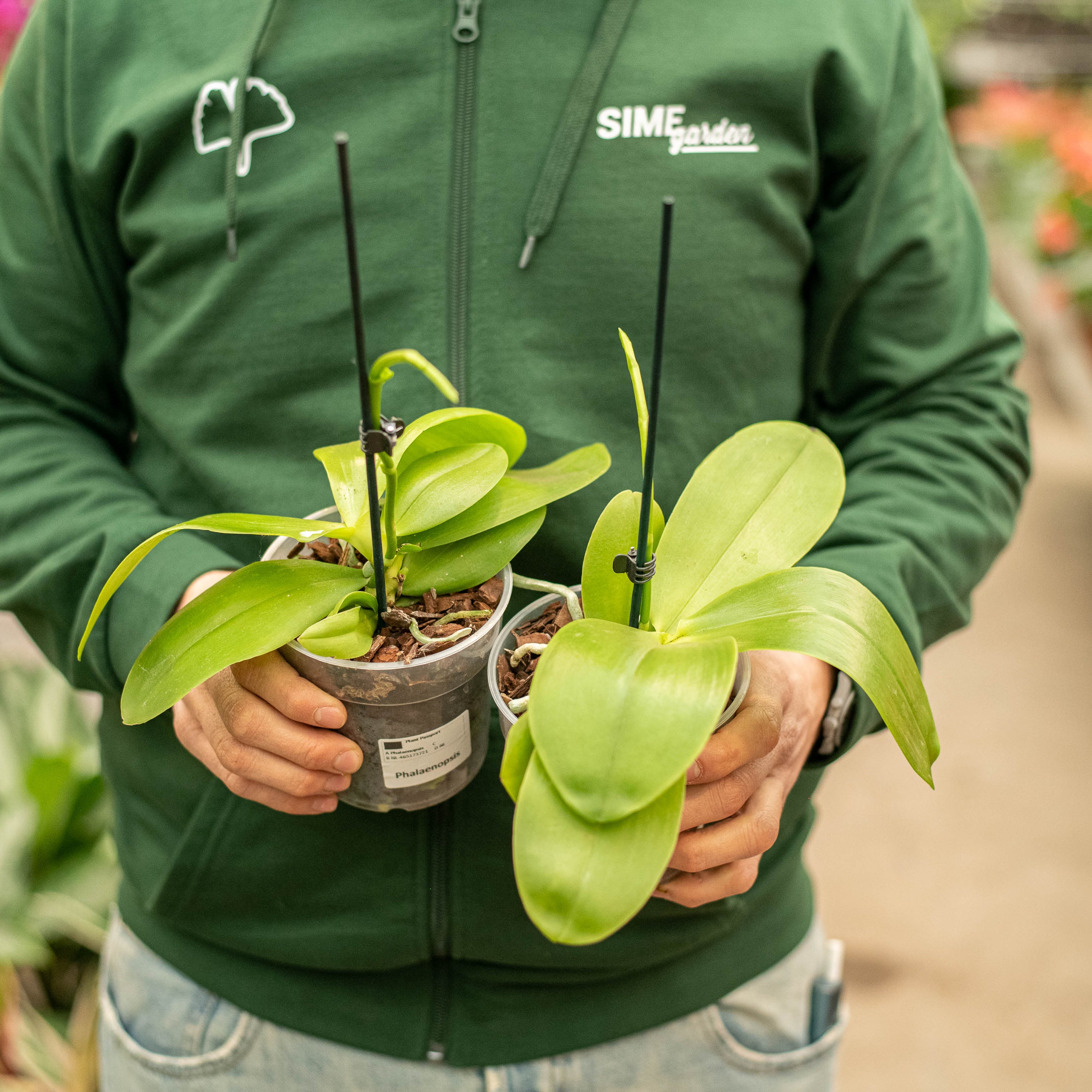 Phalaenopsis liodoro – Simegarden