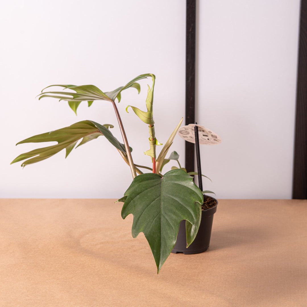 Philodendron mayoi – Simegarden