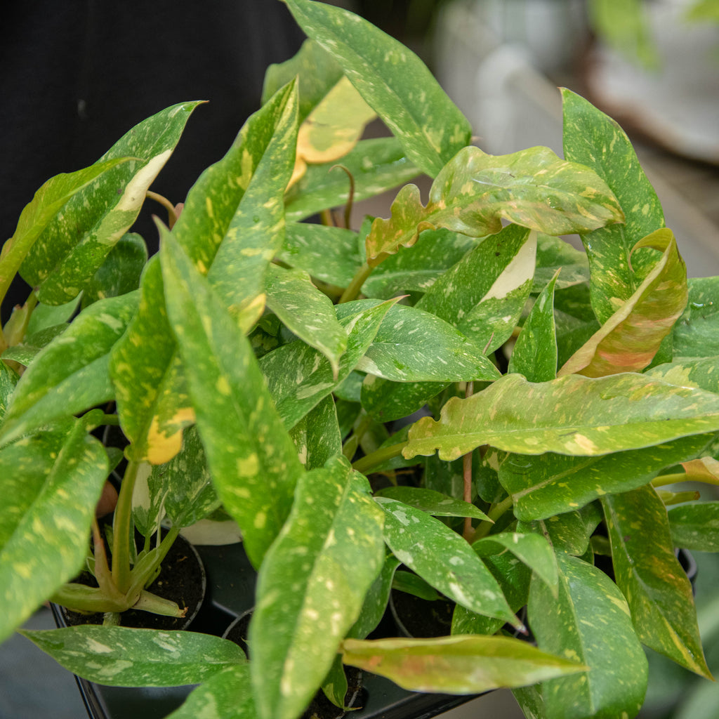 Philodendron ring of fire – Simegarden