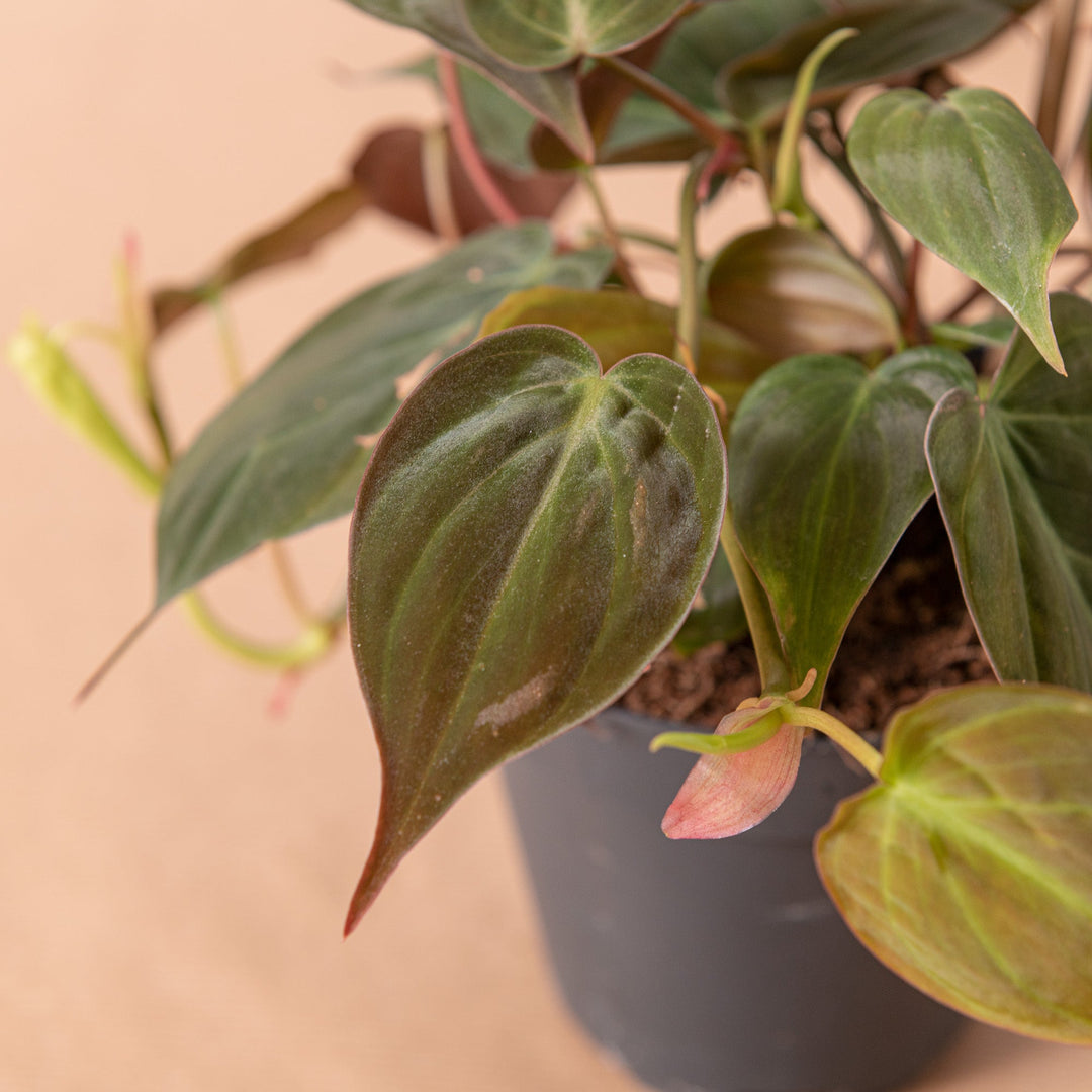 Philodendron scandens micans – Simegarden