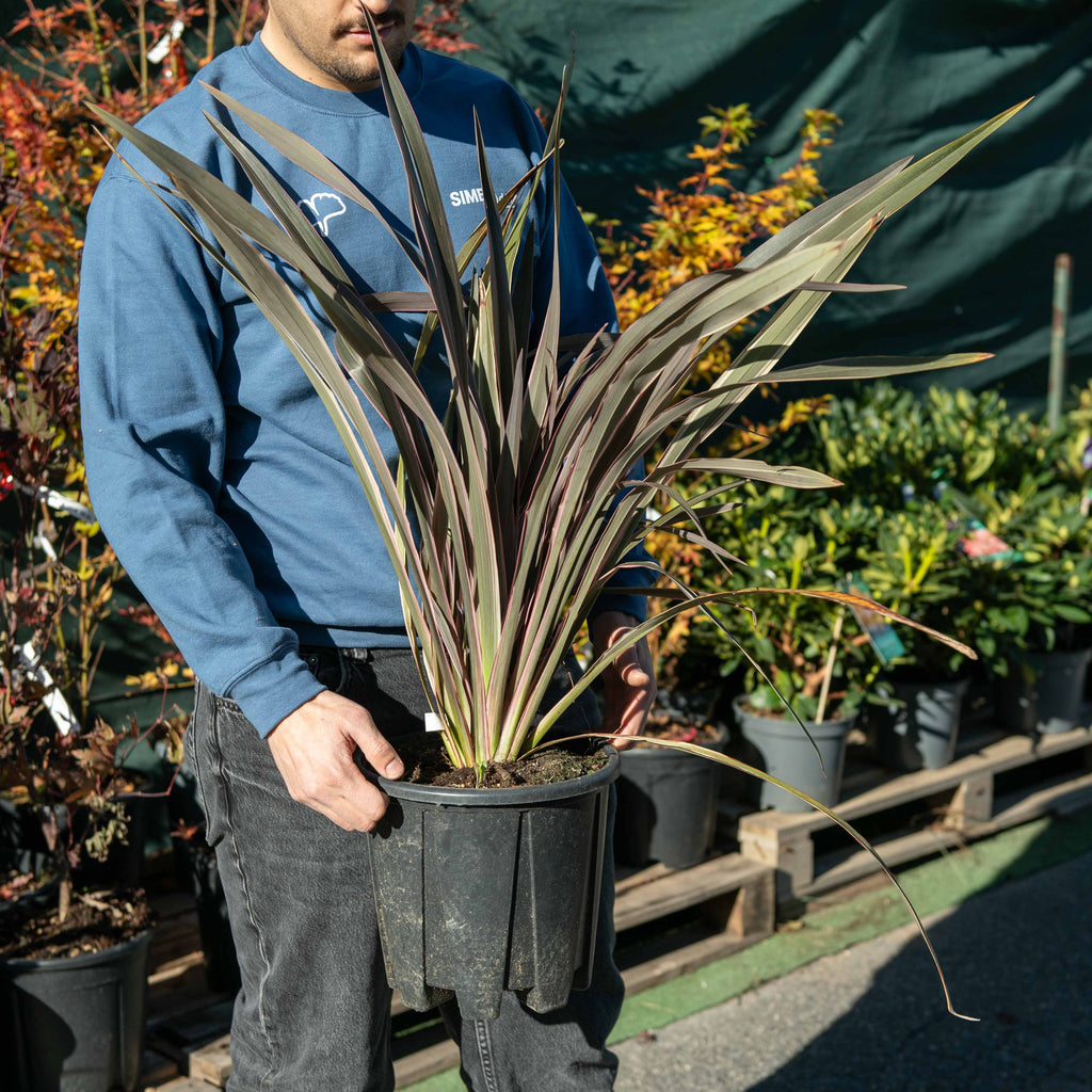 Phormium pink stripe – Simegarden
